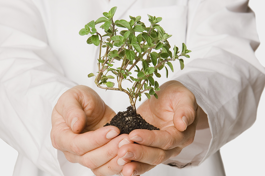 Tree and Plant Healthcare Programs - AAA Quality Tree Service